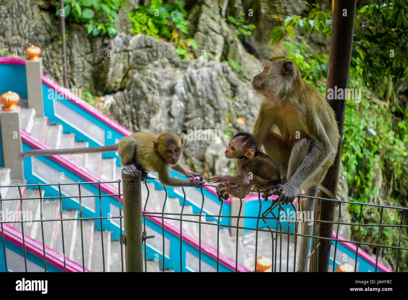 Closeup of monkey in Batu Caves, Malaysia Stock Photo - Alamy