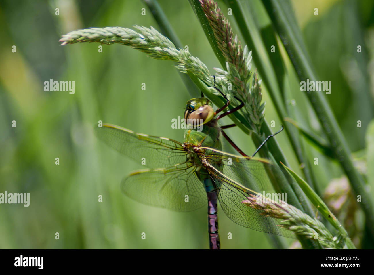 Dragonfly close up on green hi-res stock photography and images - Alamy