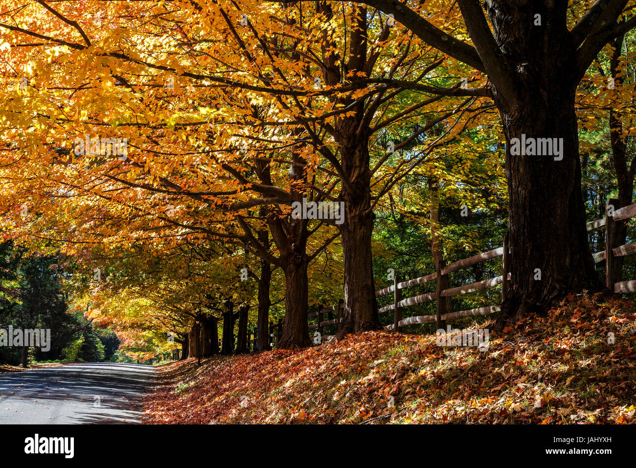 Autumn colour maple trees in a row along a farm road in Hopewell, NEw ...