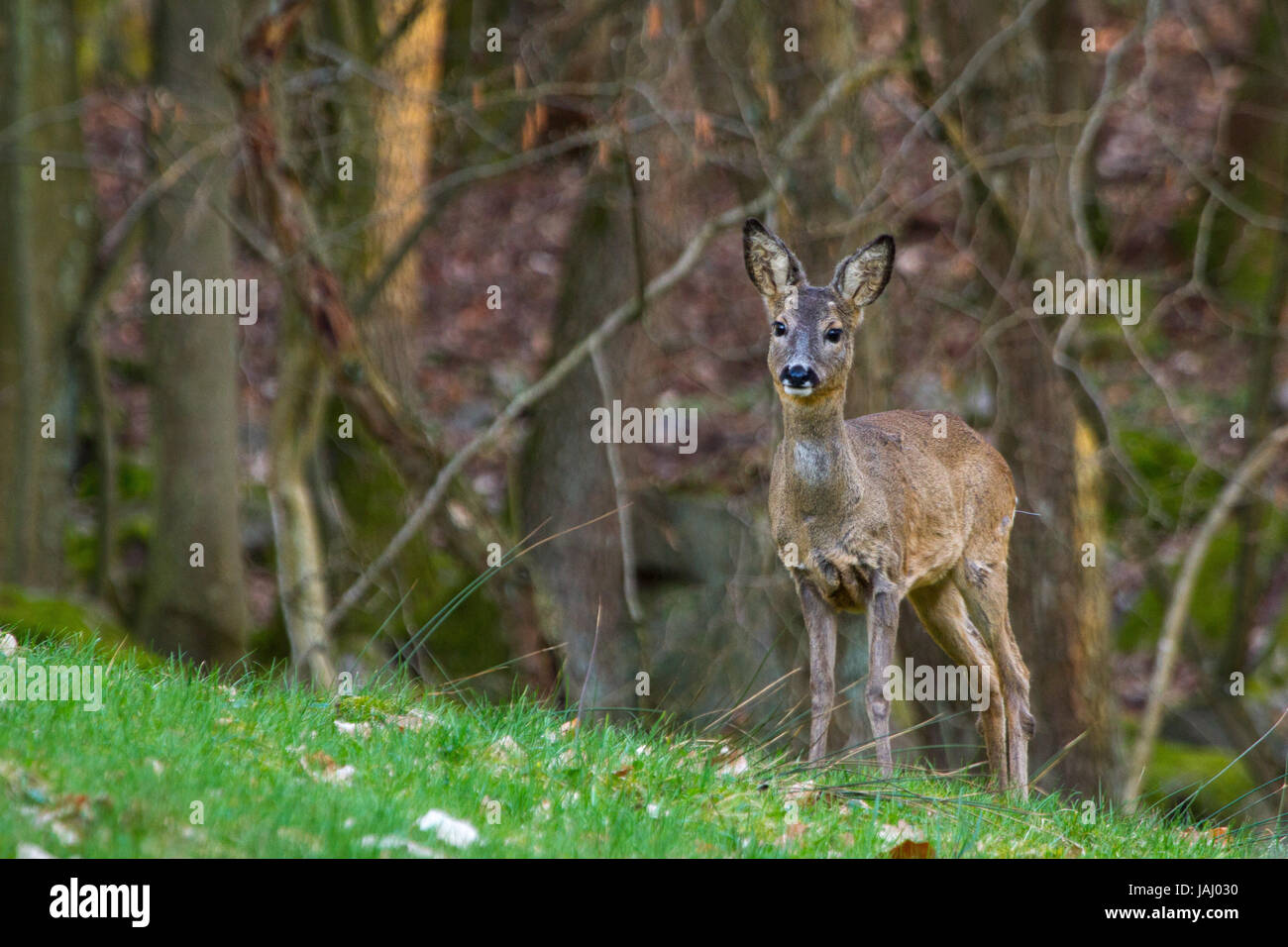 Europaeisches reh hi-res stock photography and images - Alamy