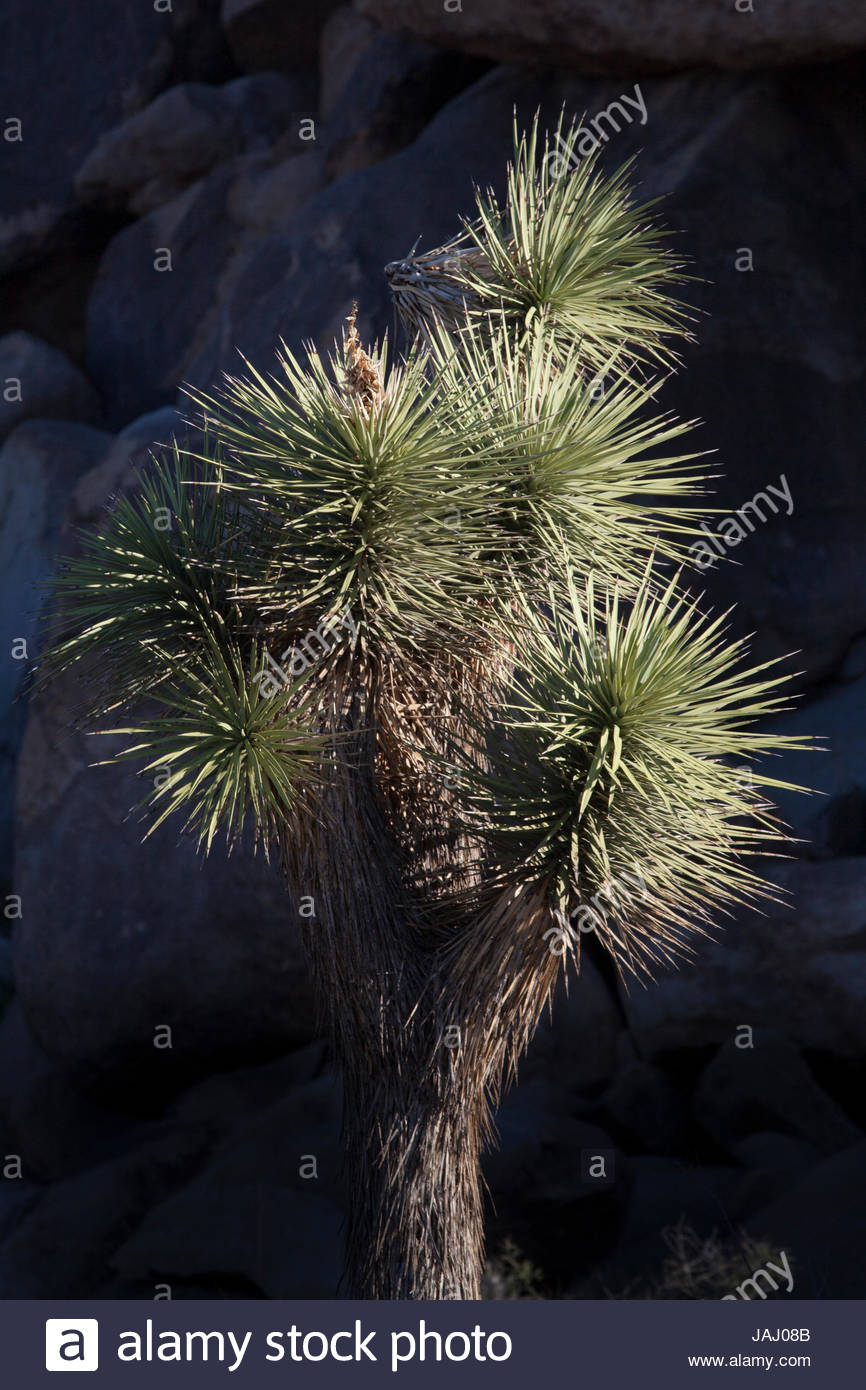 Spiny Tree Stock Photos & Spiny Tree Stock Images - Alamy
