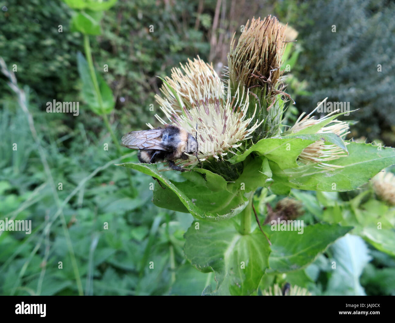 Plant insects hi-res stock photography and images - Alamy