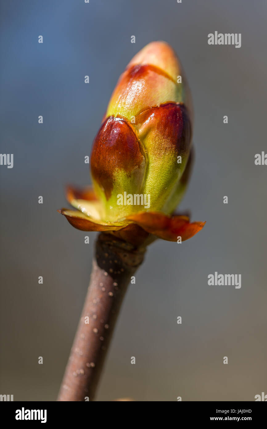 Spring Chestnut Bud Stock Photo - Alamy