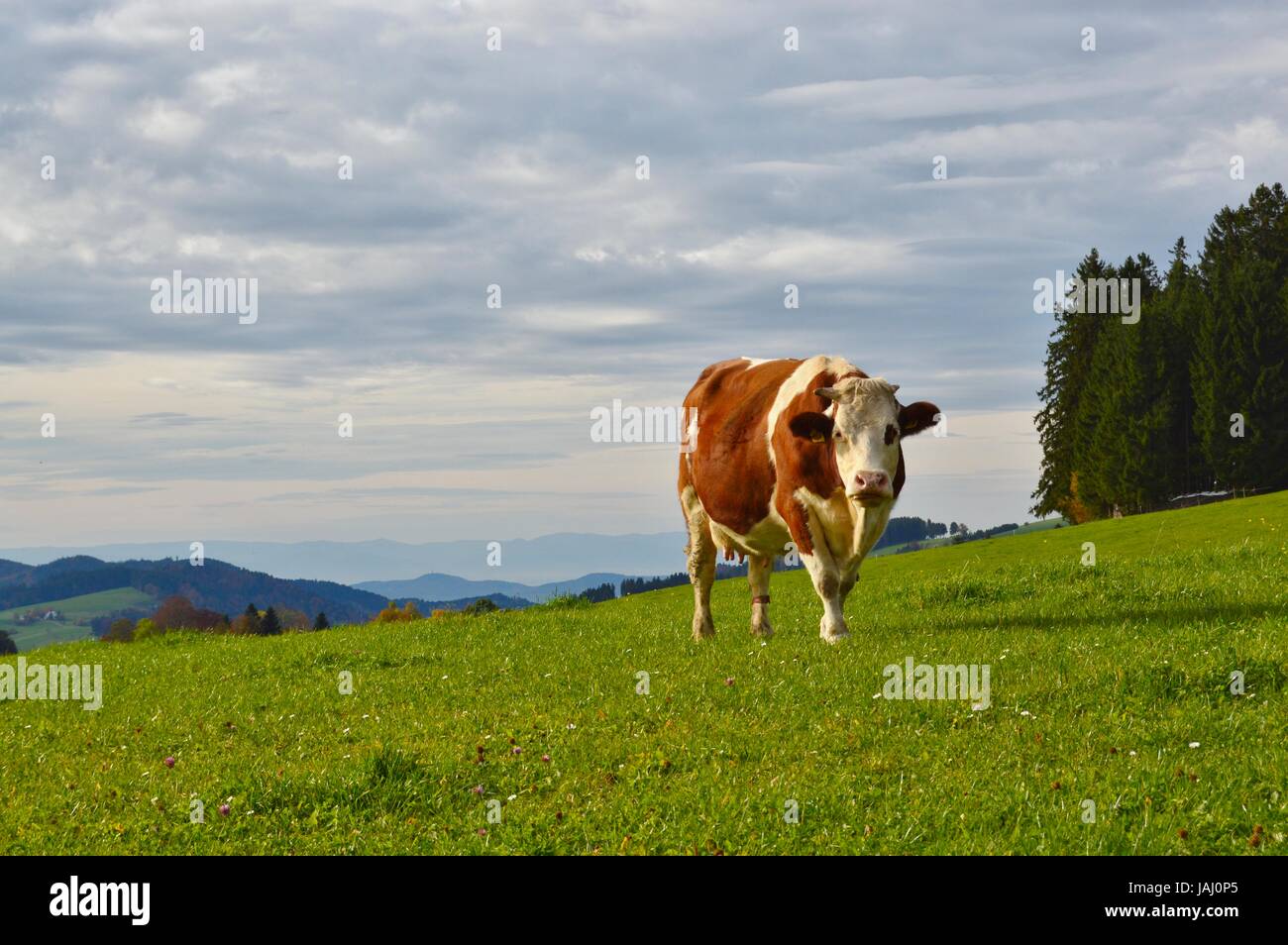 Hinterwalder hi-res stock photography and images - Alamy