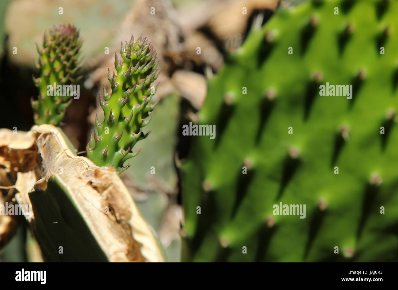 early summer cactus Sardinia Italy Stock Photo - Alamy