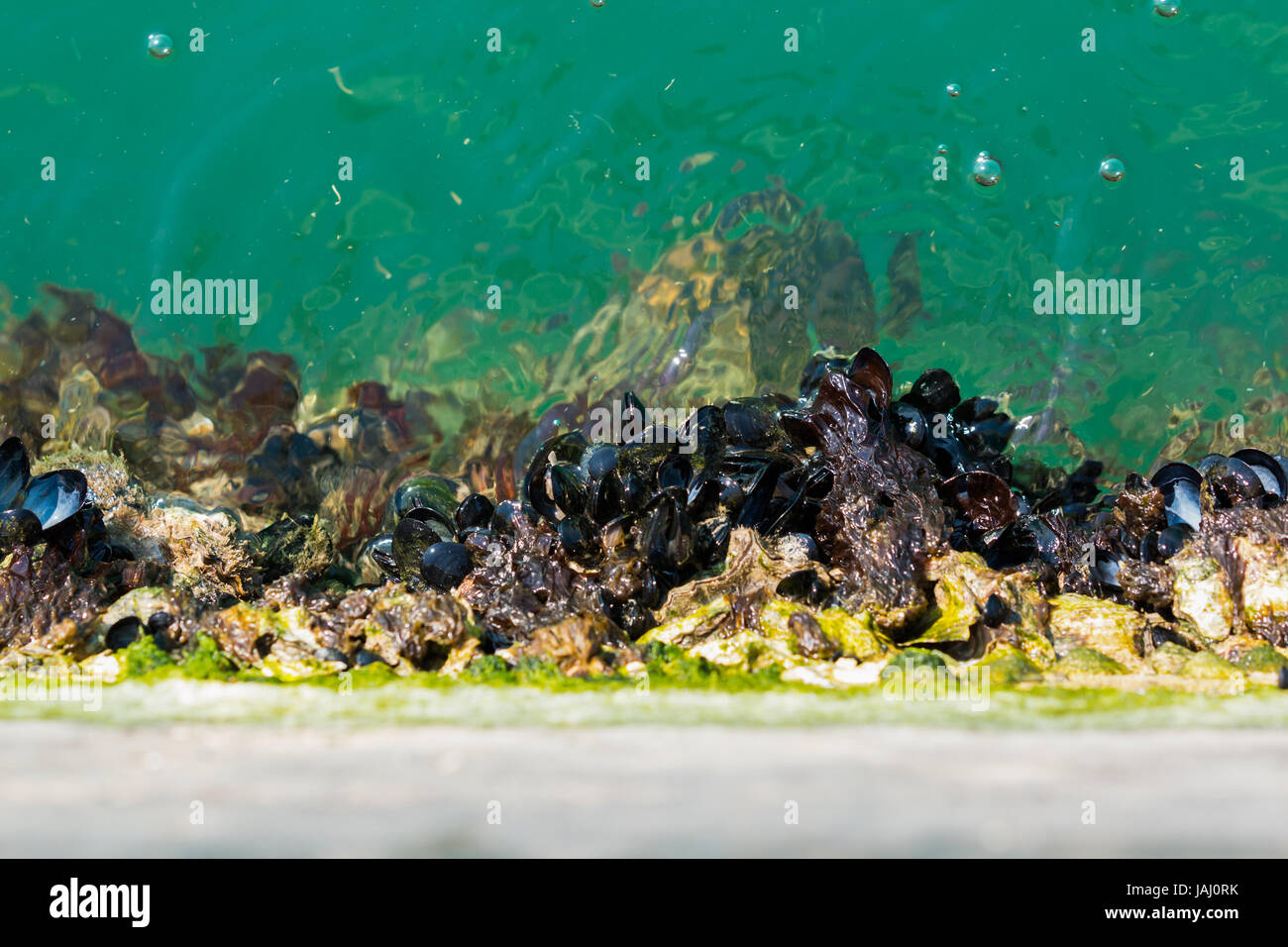 Rimini italy shell hi-res stock photography and images - Alamy