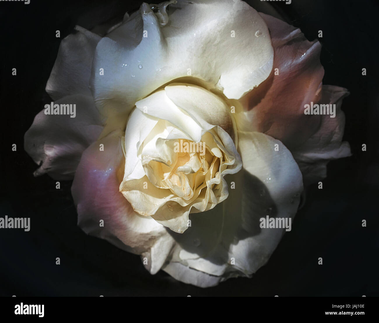 Wet flower of a withering white rose closeup Stock Photo - Alamy