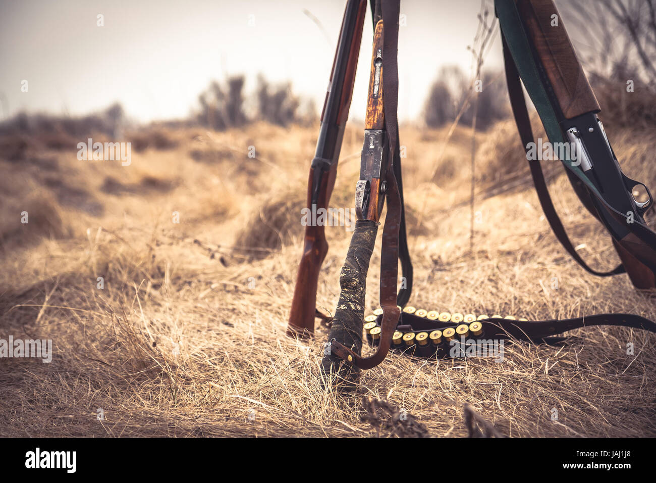 Hunting scene with hunting shotguns and ammunition belt on dry grass in ...