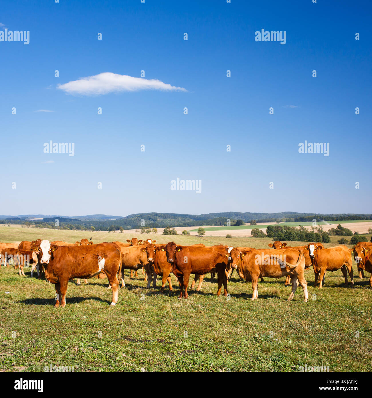Cows grazing on a lovely green pasture Stock Photo - Alamy