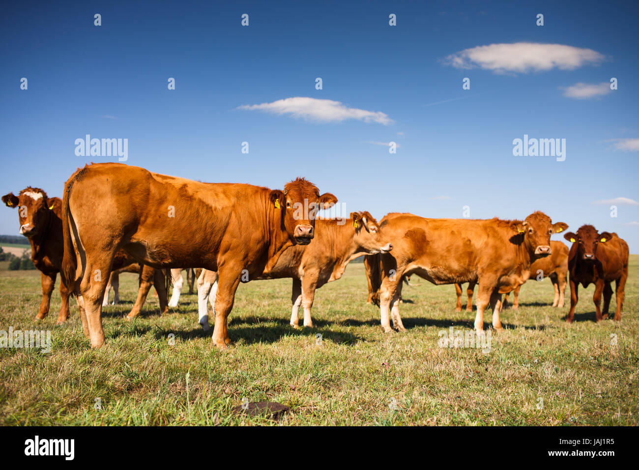 Cows grazing on a lovely green pasture Stock Photo - Alamy
