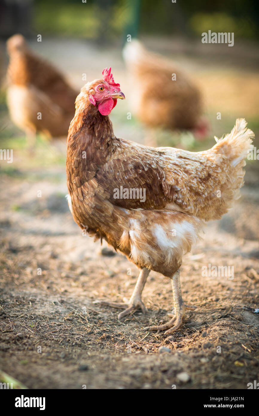 Hen in a farmyard (Gallus gallus domesticus Stock Photo - Alamy