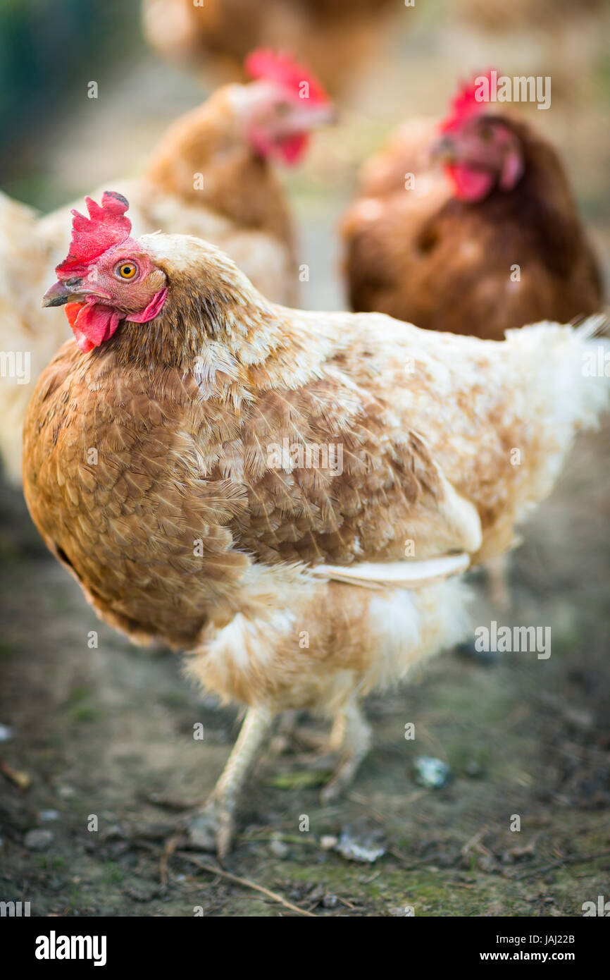 Hen in a farmyard (Gallus gallus domesticus Stock Photo - Alamy