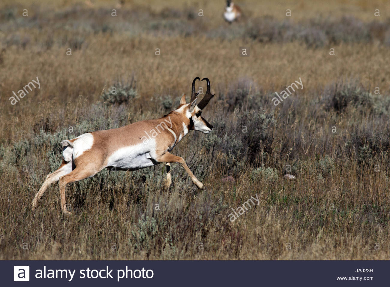 Pronghorn Running Stock Photos & Pronghorn Running Stock Images - Alamy