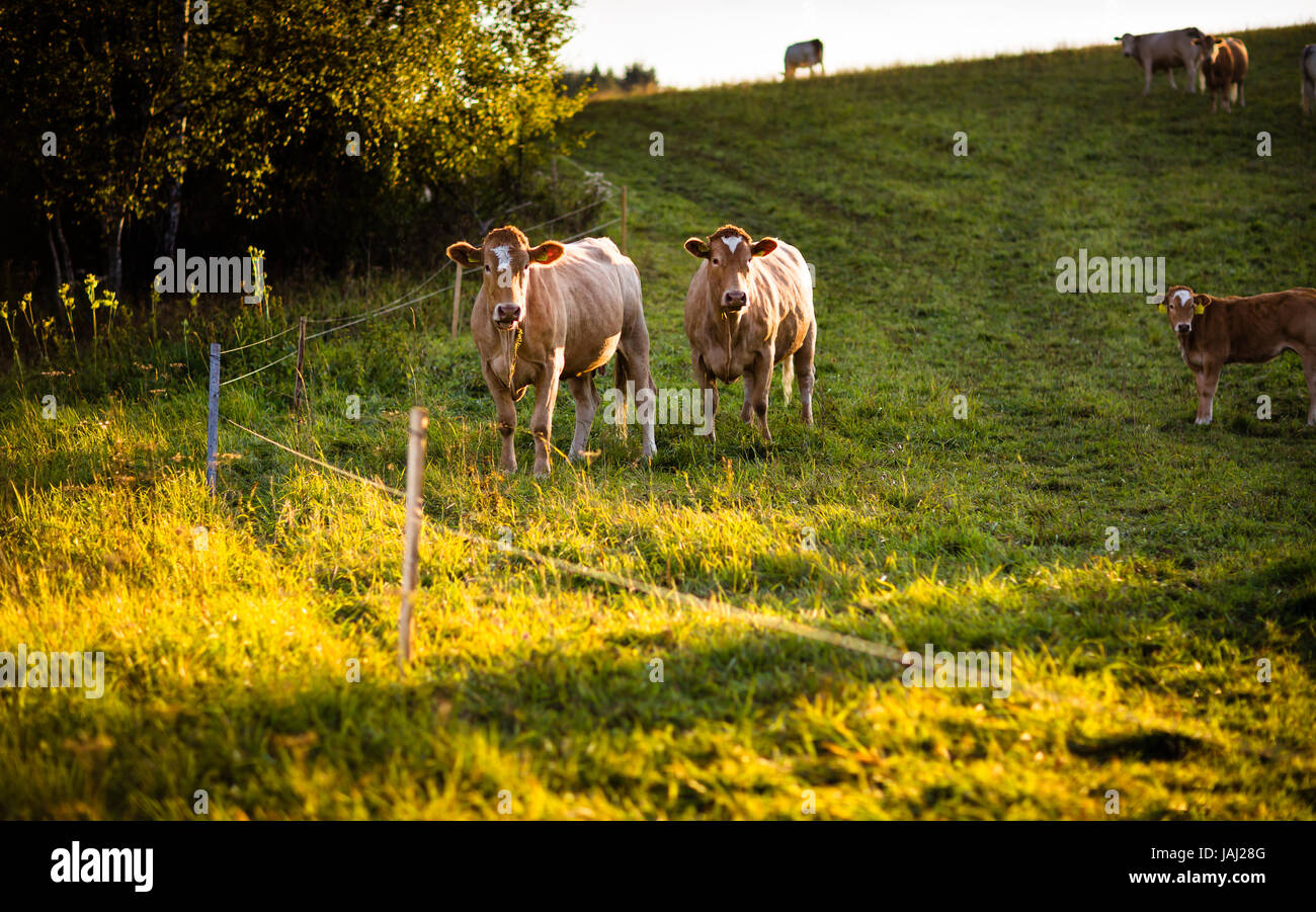 Cows grazing on a lovely green pasture Stock Photo - Alamy