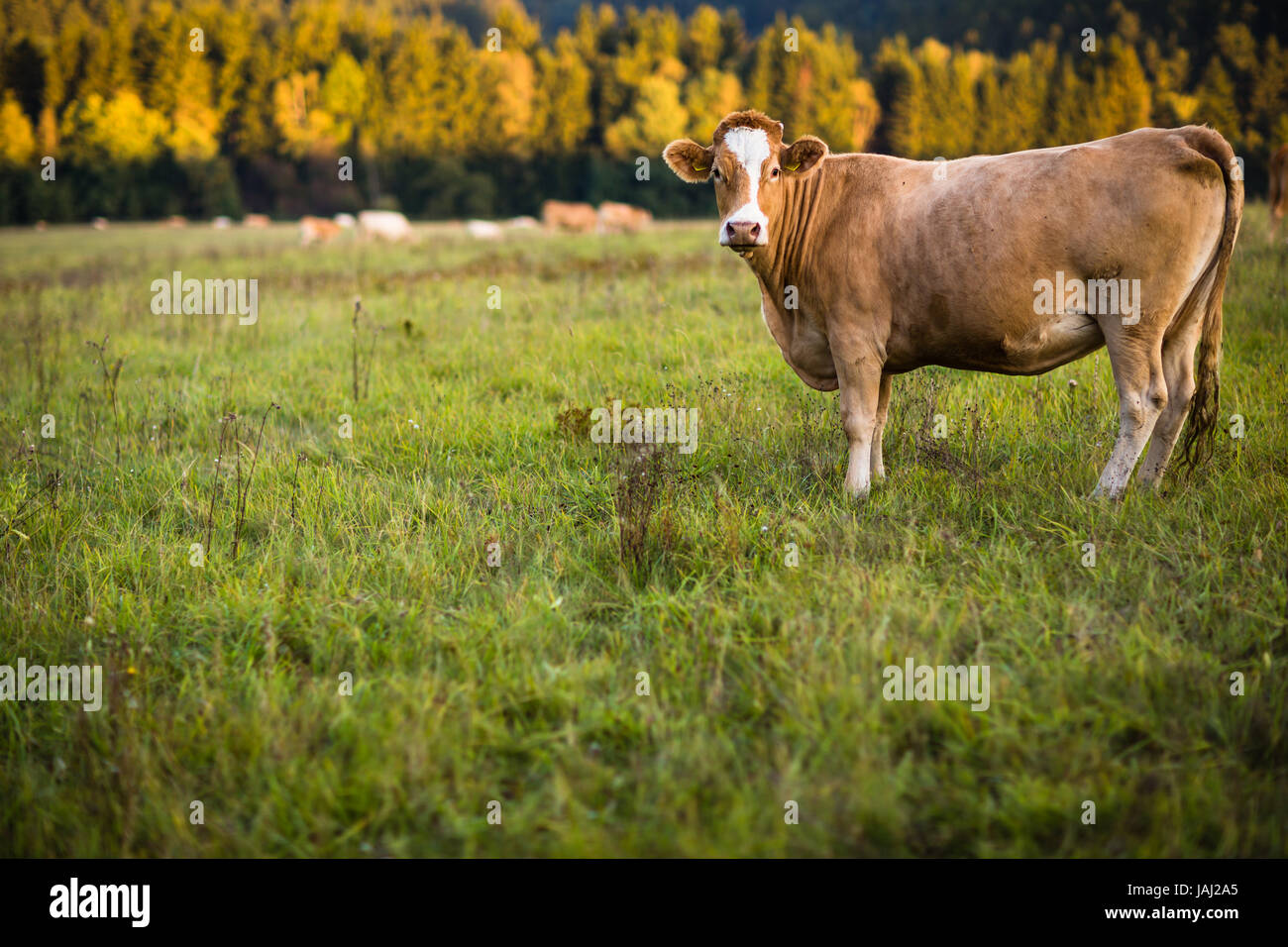 Cows grazing on a lovely green pasture Stock Photo - Alamy