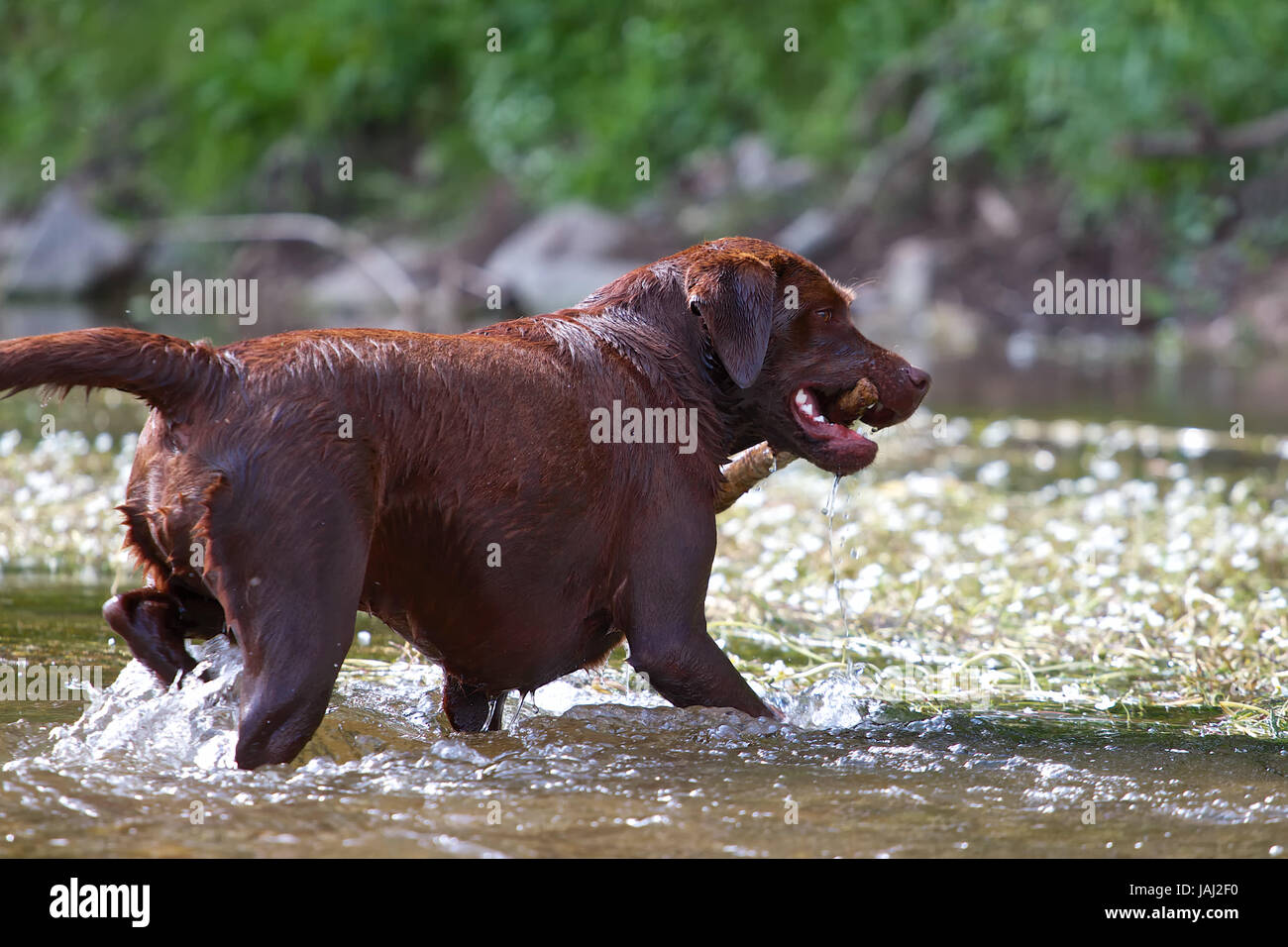 Ein brauner Labrador Retriever beschäftigt sich voller Freude mit einem ...