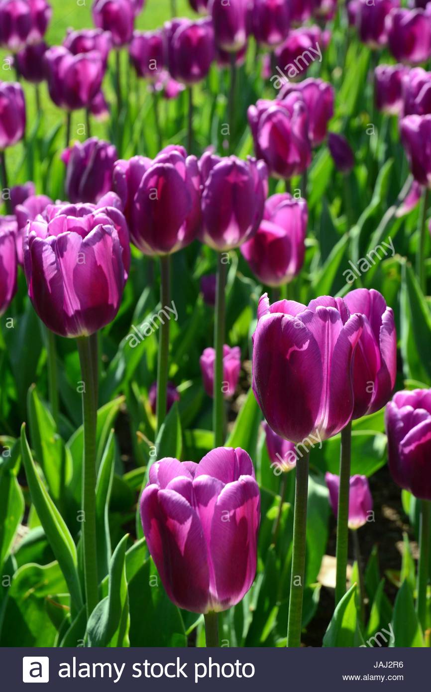 Species Tulips Stock Photos & Species Tulips Stock Images - Alamy