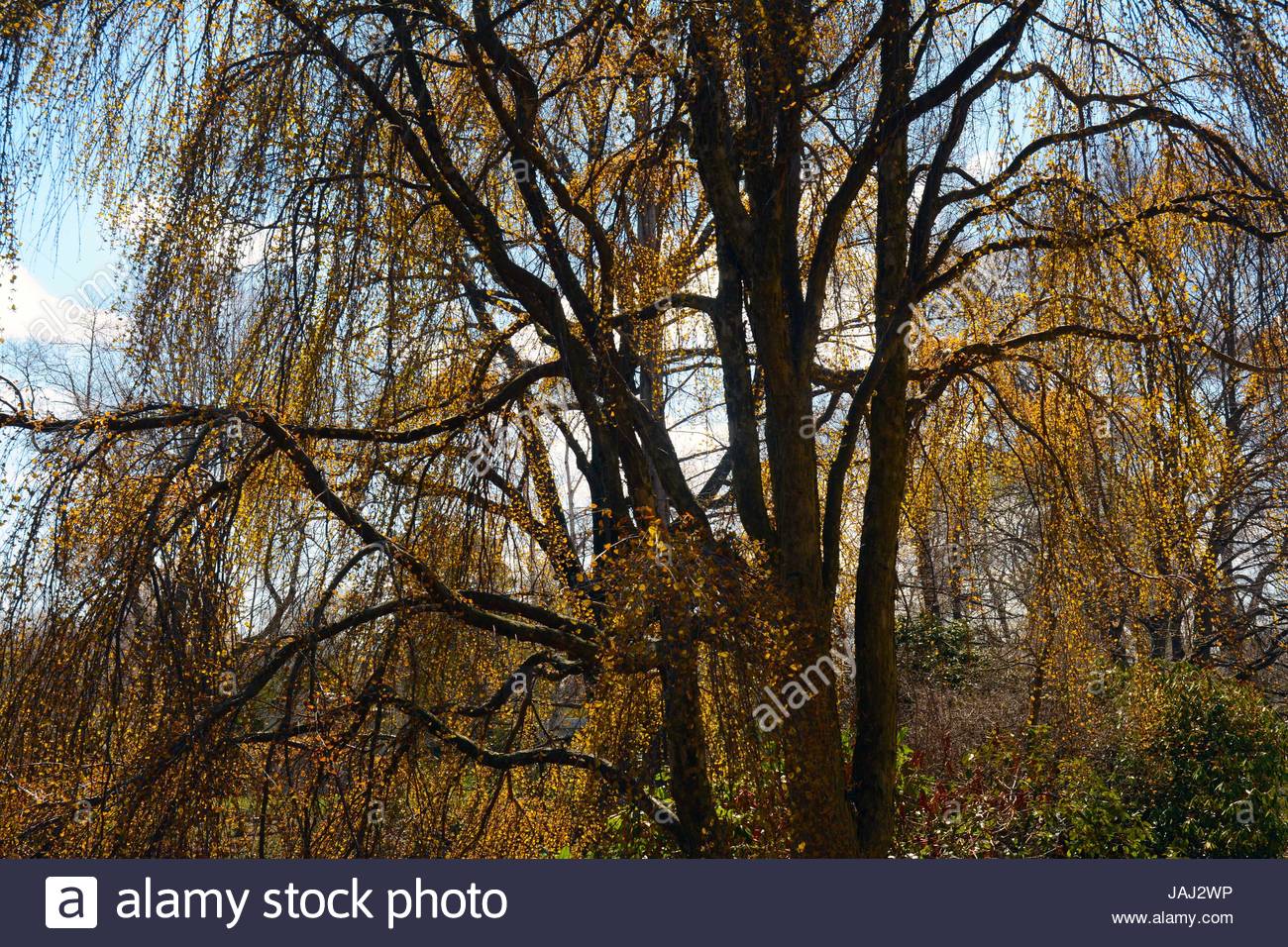 Katsura Tree Stock Photos & Katsura Tree Stock Images - Alamy