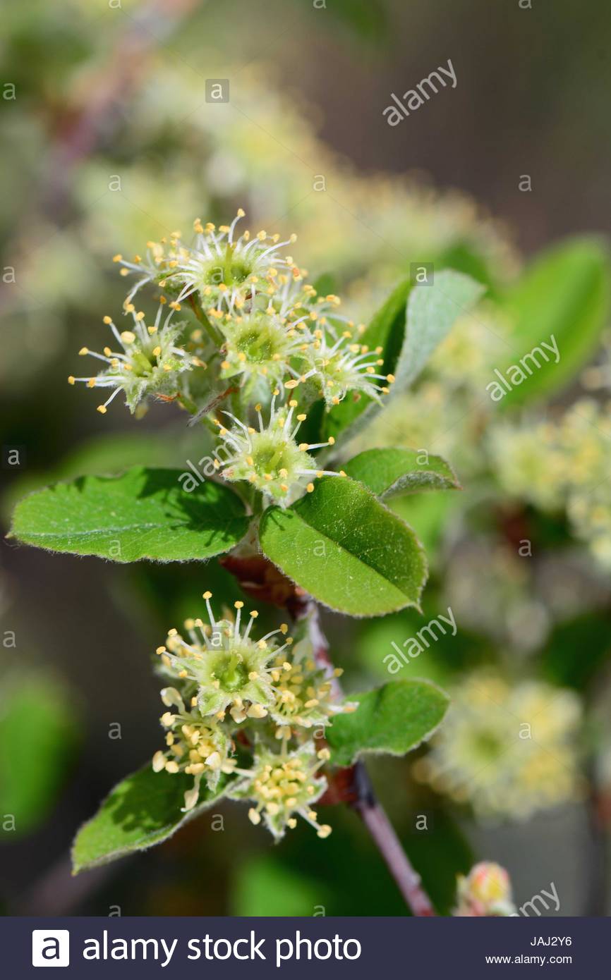 Shadbush Stock Photos & Shadbush Stock Images - Alamy