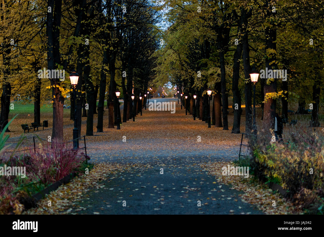 Tree lined street at night hi-res stock photography and images - Alamy