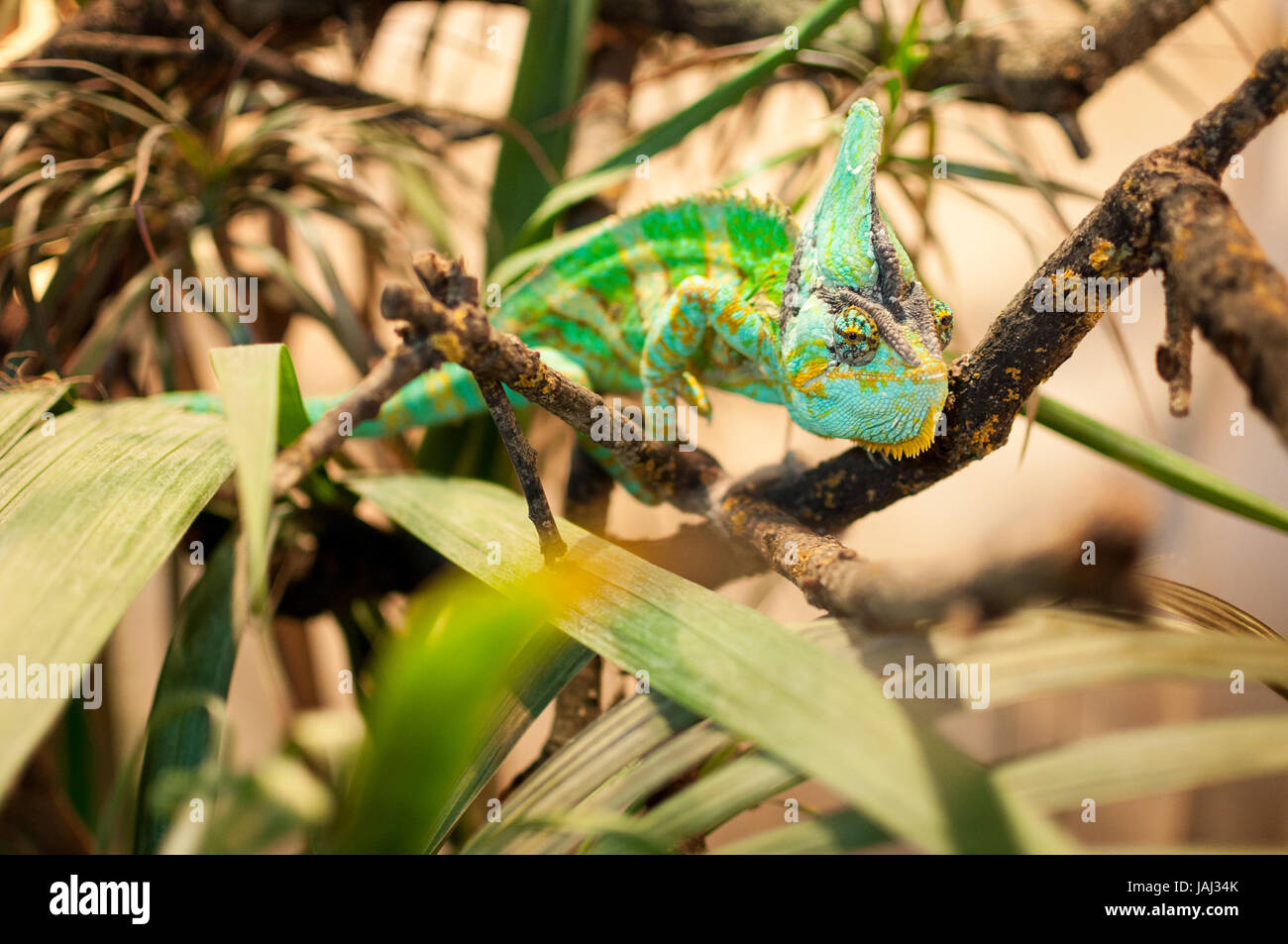Chameleon on a branch Stock Photo - Alamy