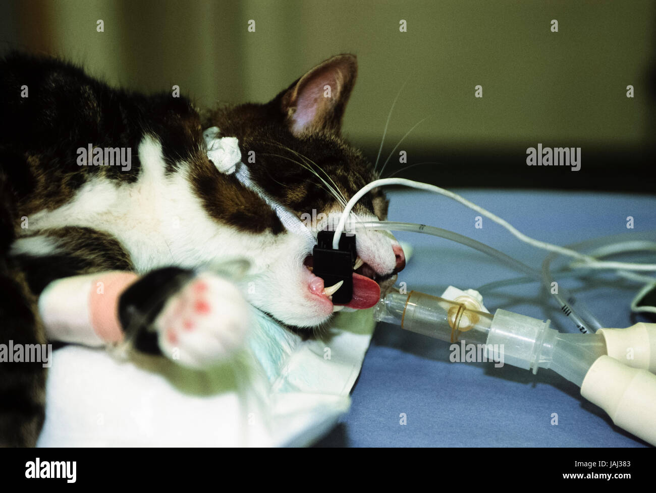 Animal hospital cat at vet operation hi-res stock photography and ...