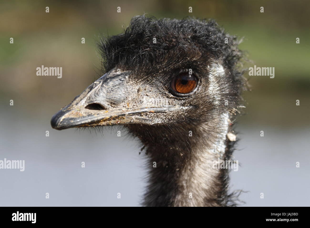 Gross emu hi-res stock photography and images - Alamy