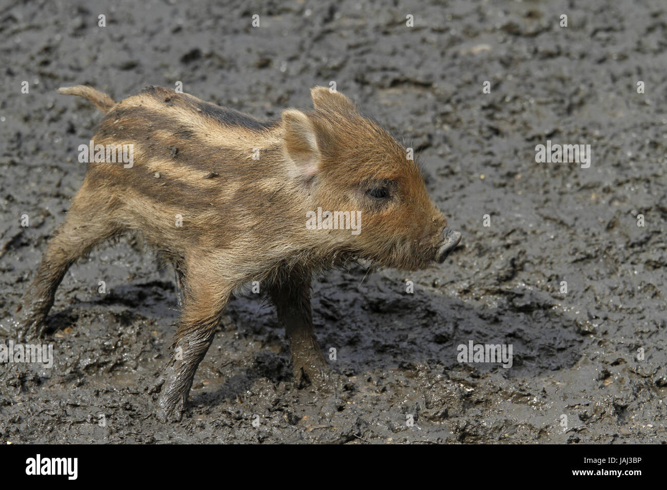 Frischling hi-res stock photography and images - Alamy