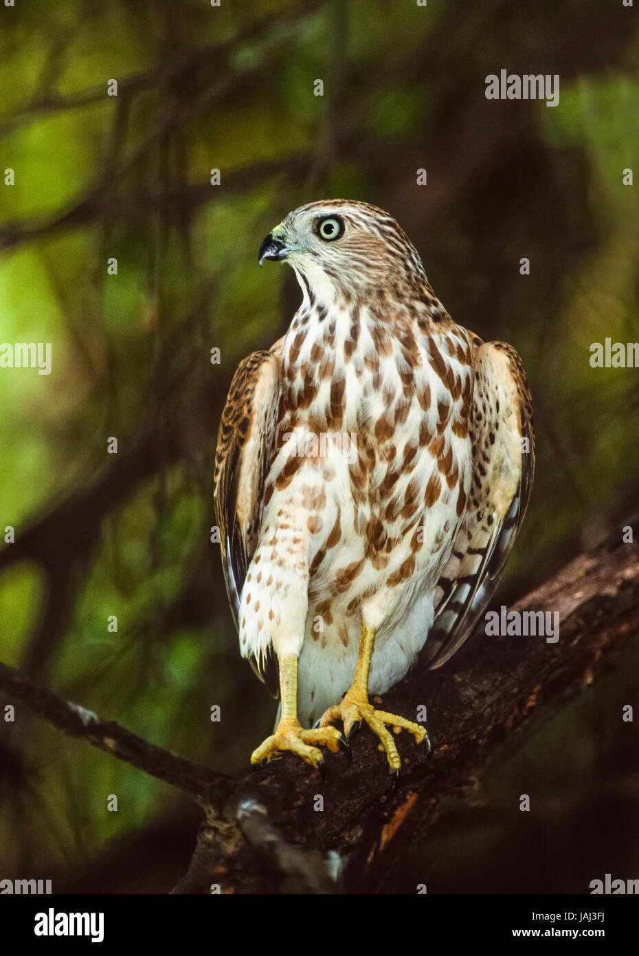 Besra bird hi-res stock photography and images - Alamy