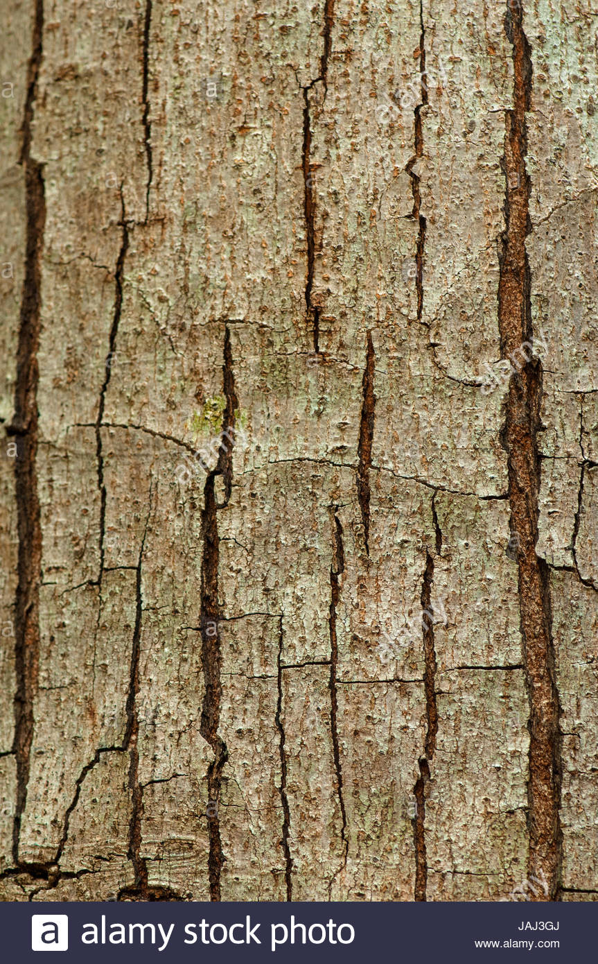 Tamarind Tree Stock Photos & Tamarind Tree Stock Images - Alamy