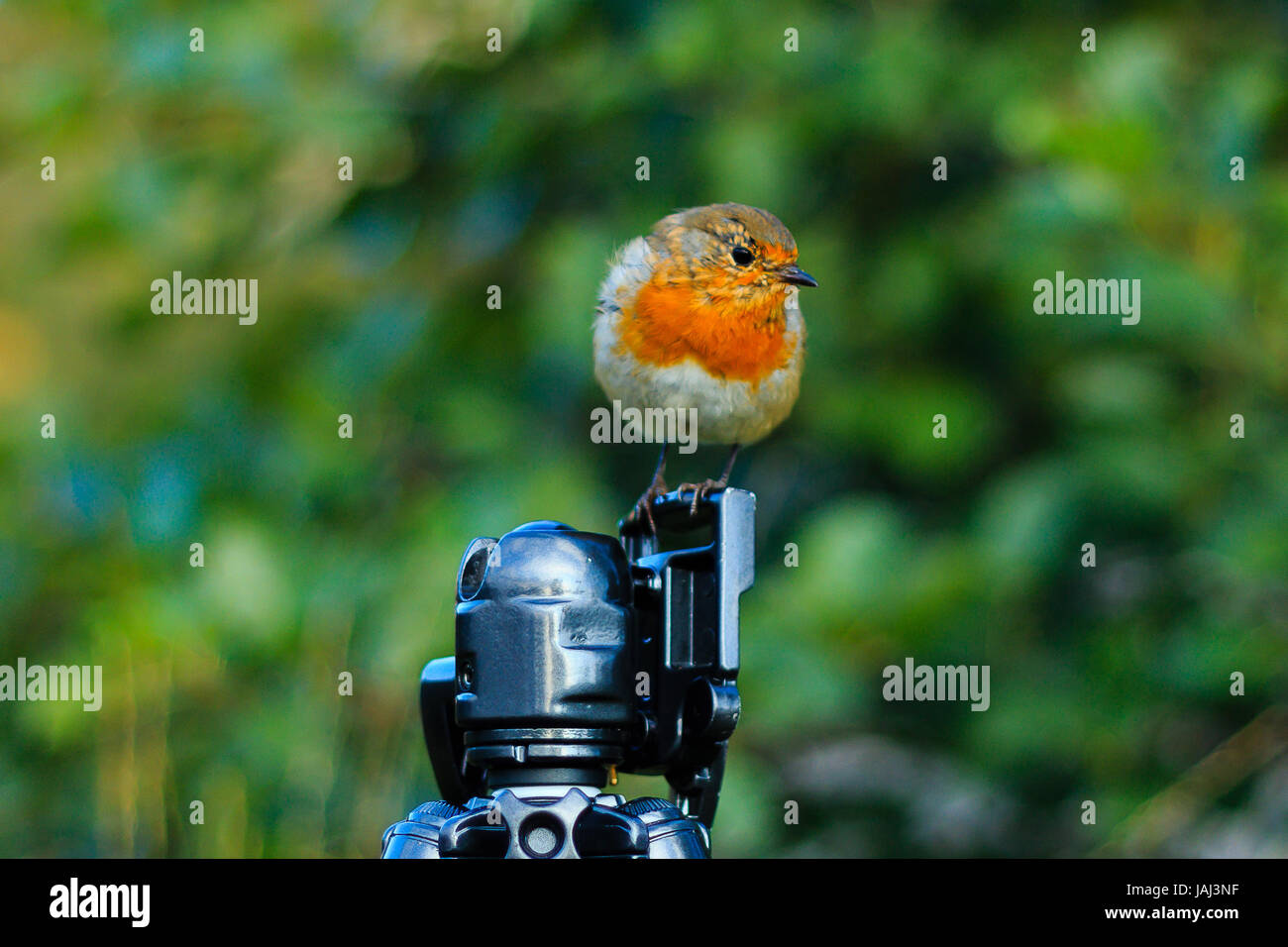 Robin bird in wildlife hi-res stock photography and images - Alamy