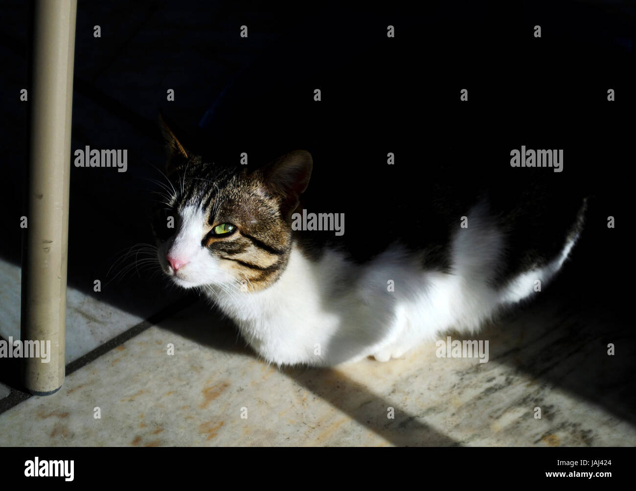 cat in the shadows with green eyes Stock Photo - Alamy