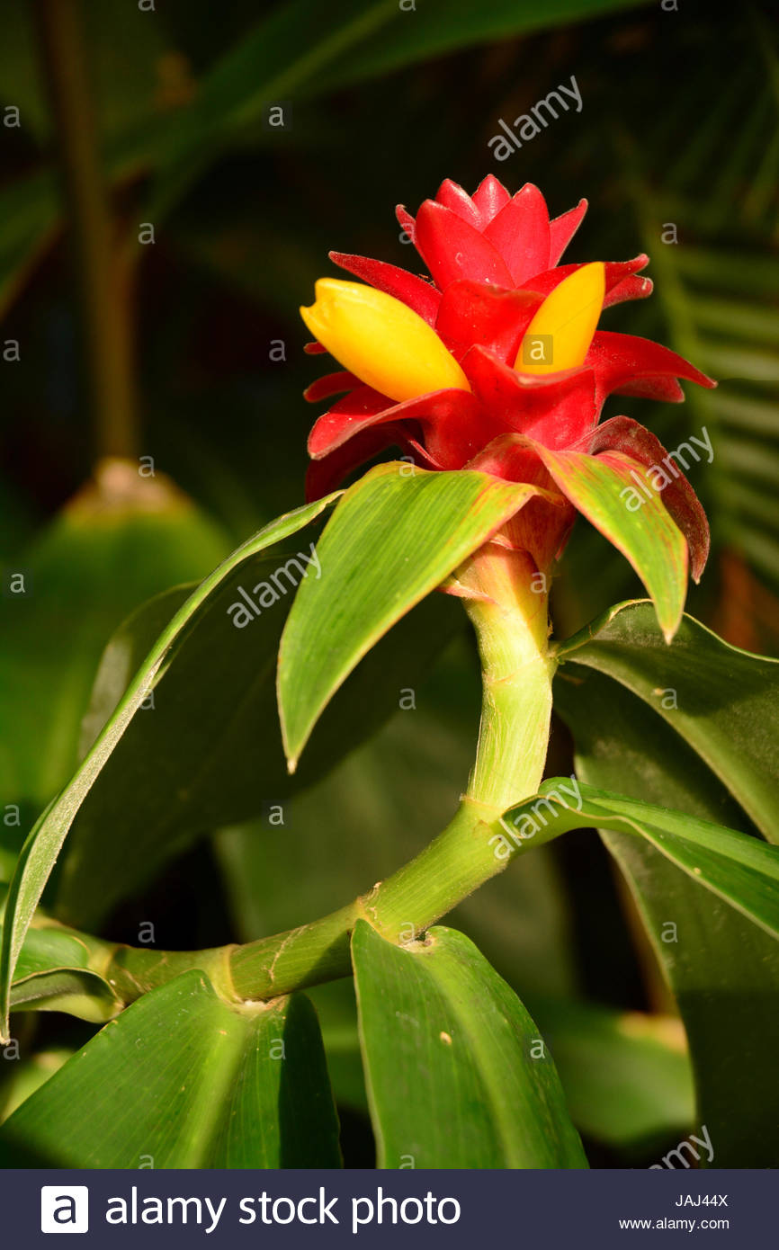 Shell Ginger Stock Photos & Shell Ginger Stock Images - Alamy