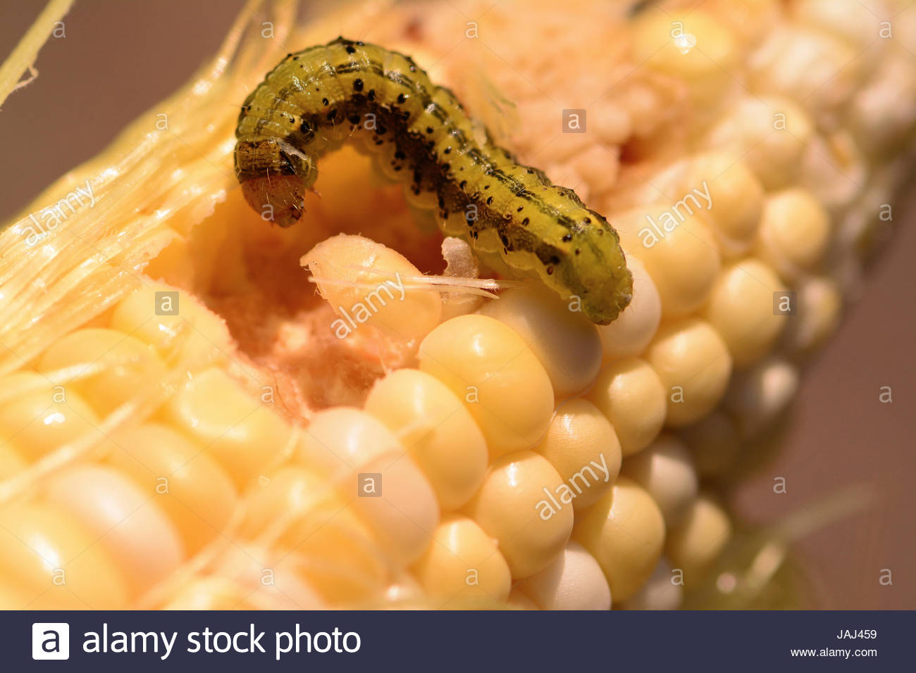 Helicoverpa Zea Stock Photos & Helicoverpa Zea Stock Images - Alamy