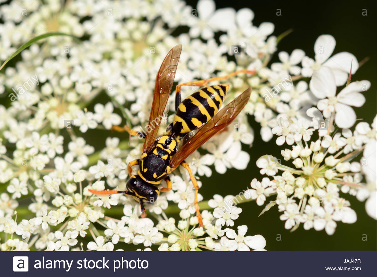 Queen Wasp Stock Photos & Queen Wasp Stock Images - Alamy