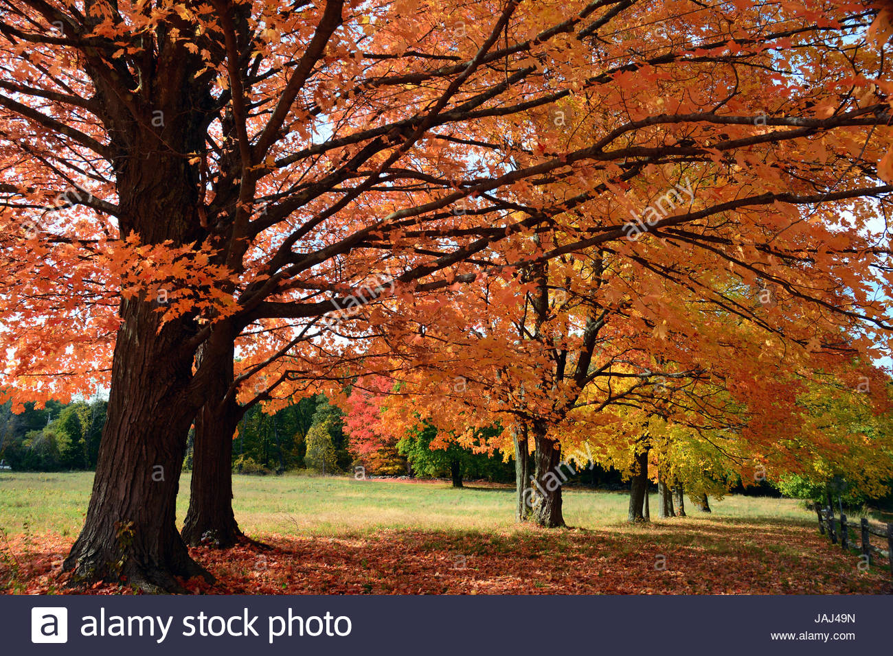 Sugar Maple Trees In Fall High Resolution Stock Photography and Images ...