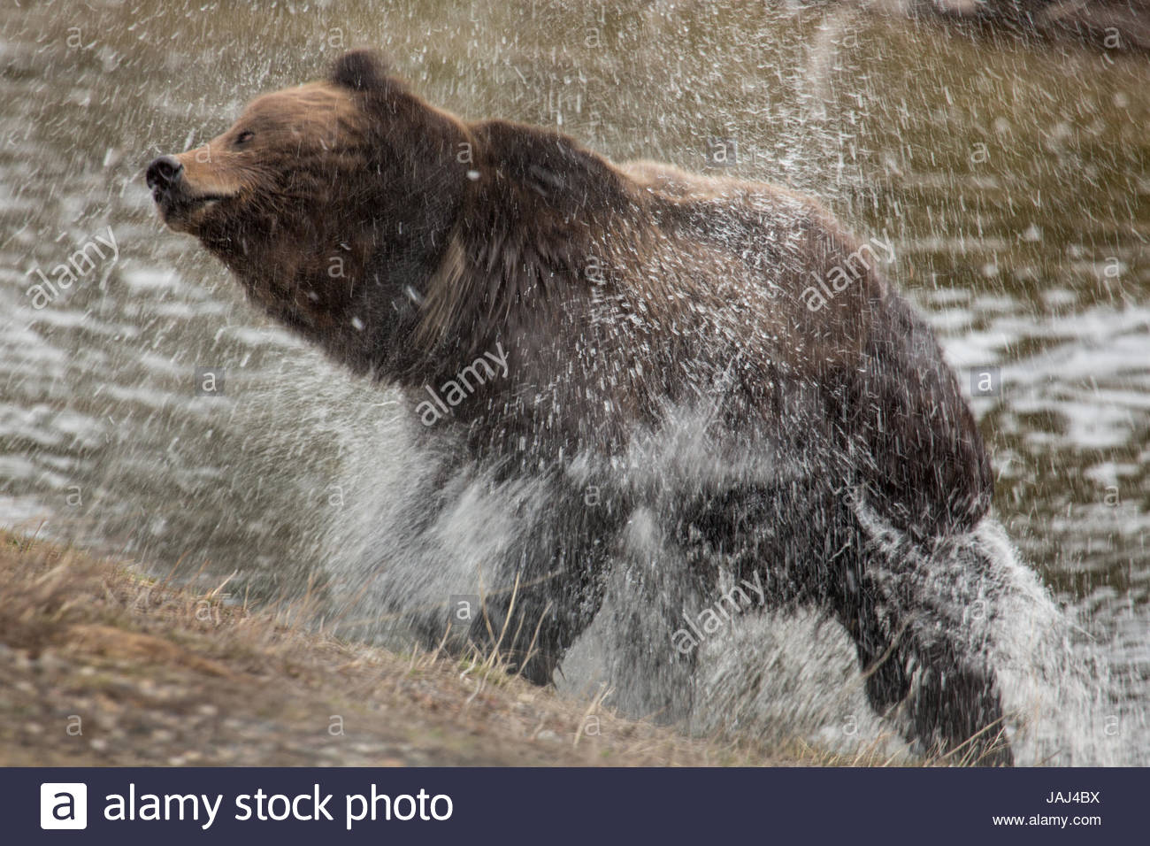 Water Bear High Resolution Stock Photography and Images - Alamy