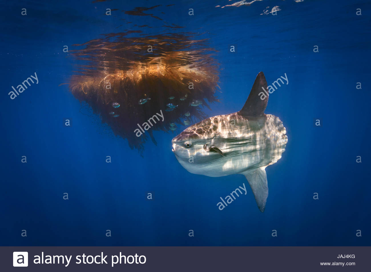 Mola Stock Photos & Mola Stock Images - Alamy