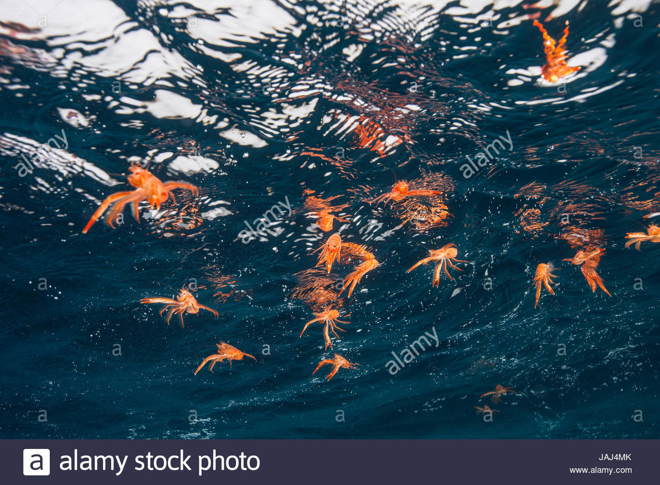 Pelagic red crabs swim underwater at Cortes Bank, a seamount off San ...