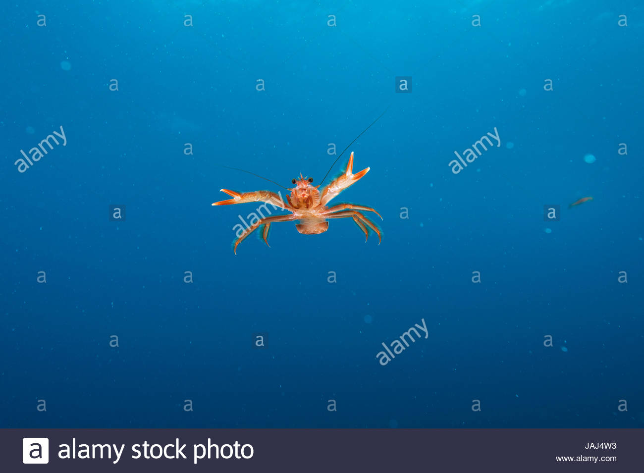 Red Swimming Crab Stock Photos & Red Swimming Crab Stock Images - Alamy