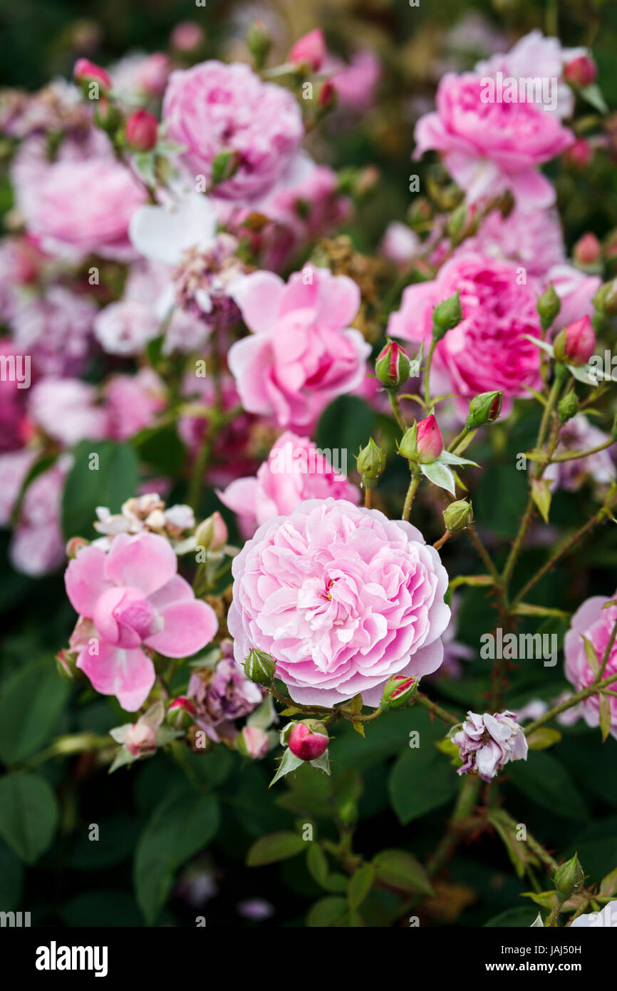 Pink rosette David Austin shrub rose 'Rosa Harlow Carr' Aushaus ...