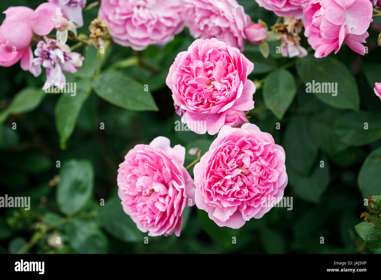Pink rosette David Austin shrub rose 'Rosa Harlow Carr' Aushaus ...