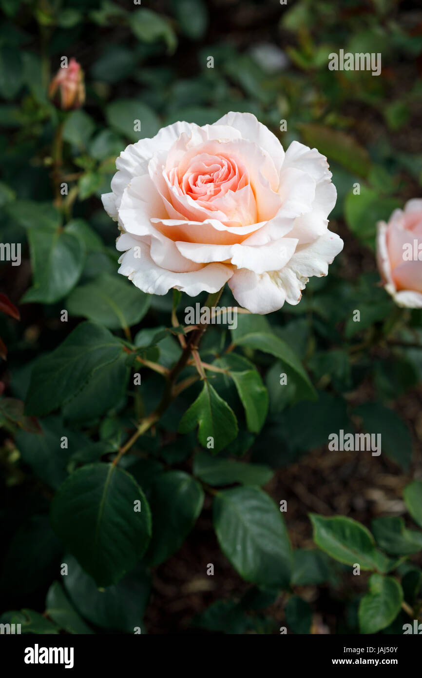 Fragrant pink hybrid tea rose, Rosa East Park 'Harjope', flowering in ...