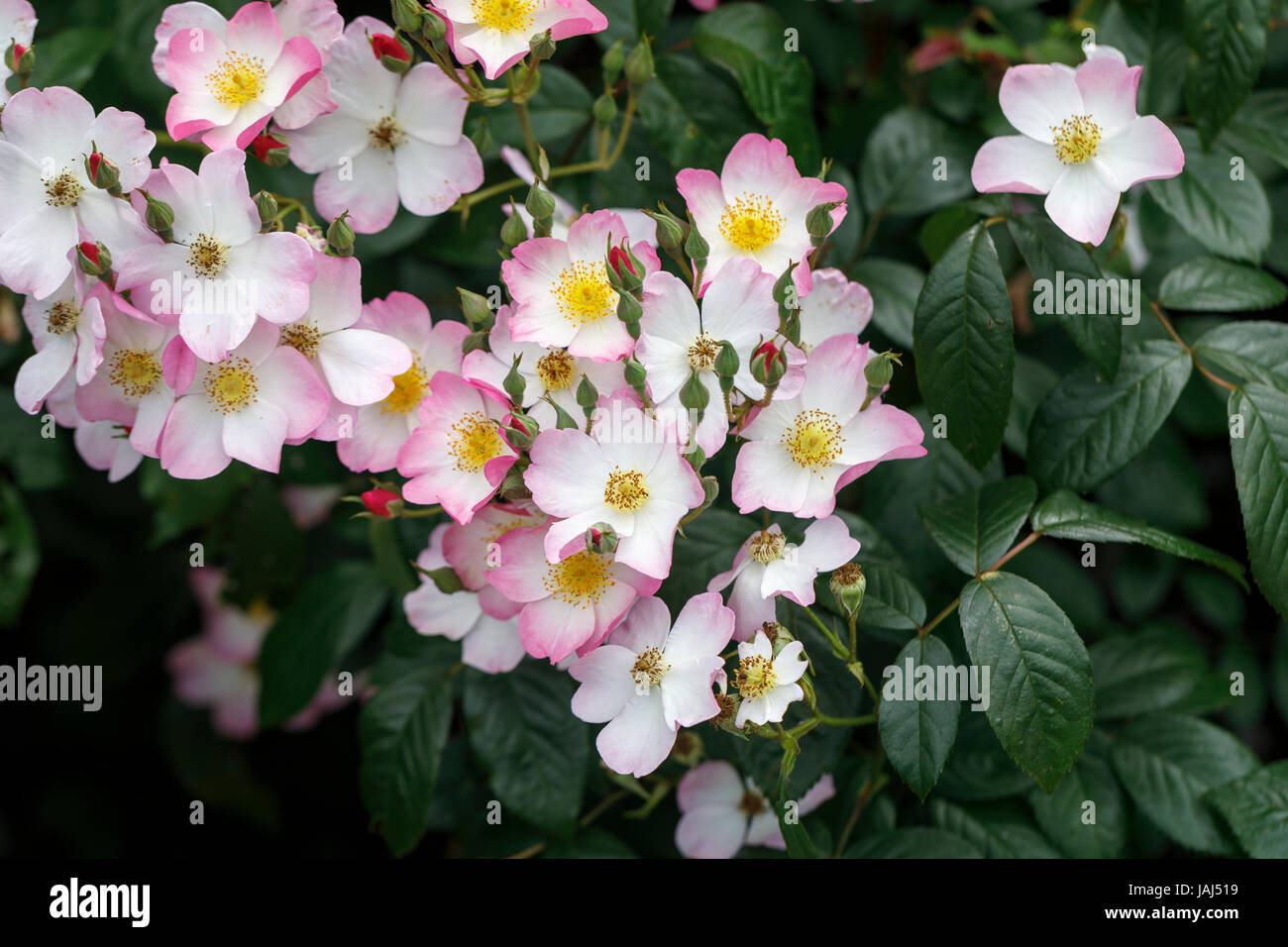 Rosa Lyda Rose Lellyda, white with pink edged blooms, flowering in late ...
