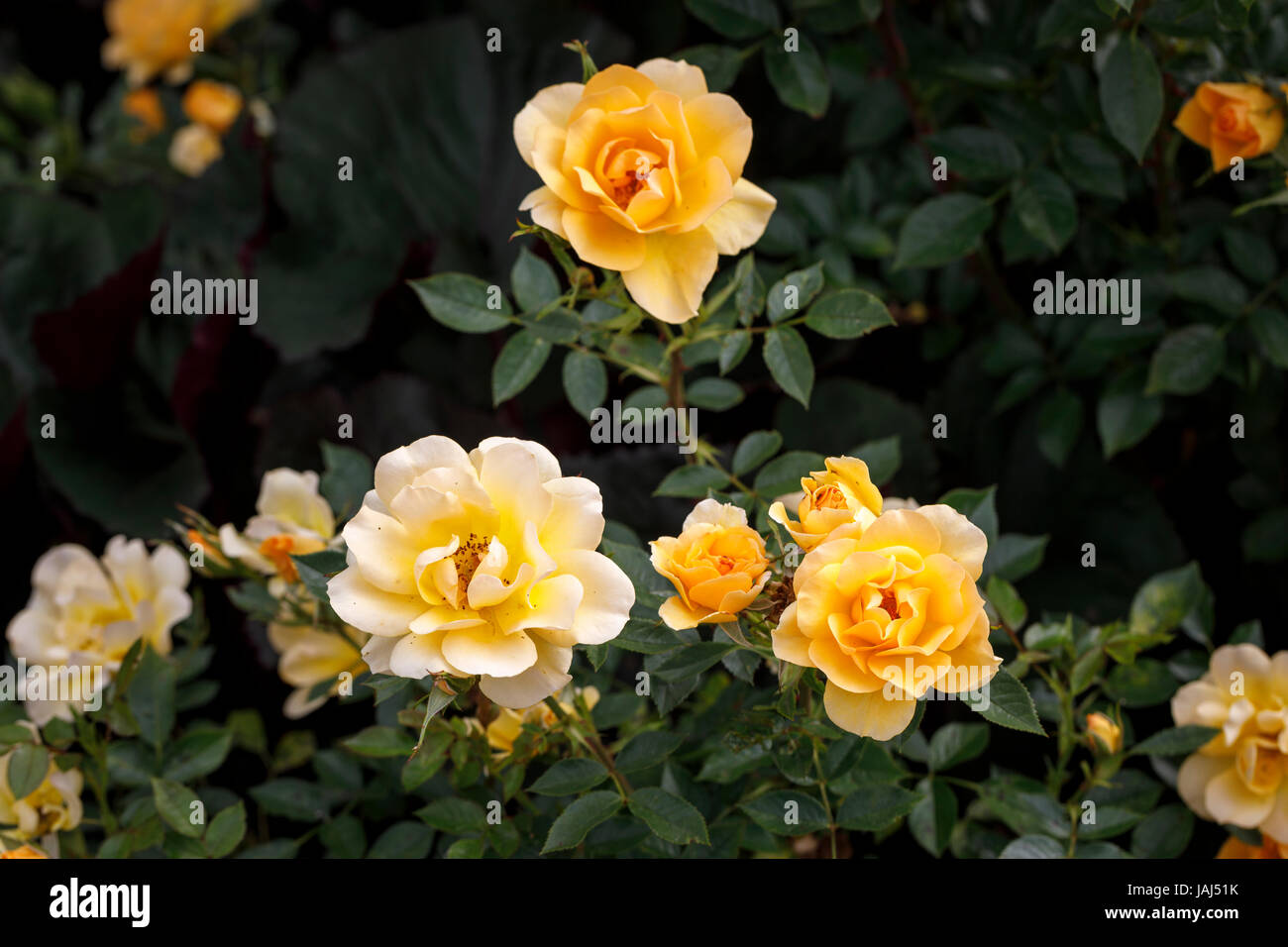 Orange floribunda Rosa Gold Spice 'Frymega' flowering in late spring ...