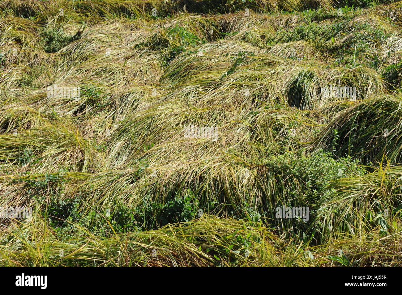 spain - chufa - nutsedge Stock Photo - Alamy