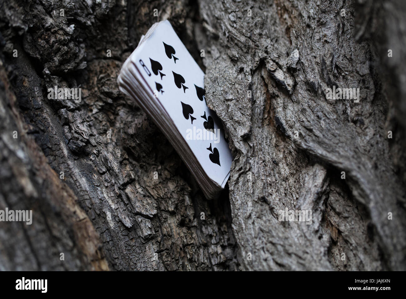 Pack of plaing cards stick out from the crack of a ring Stock Photo - Alamy