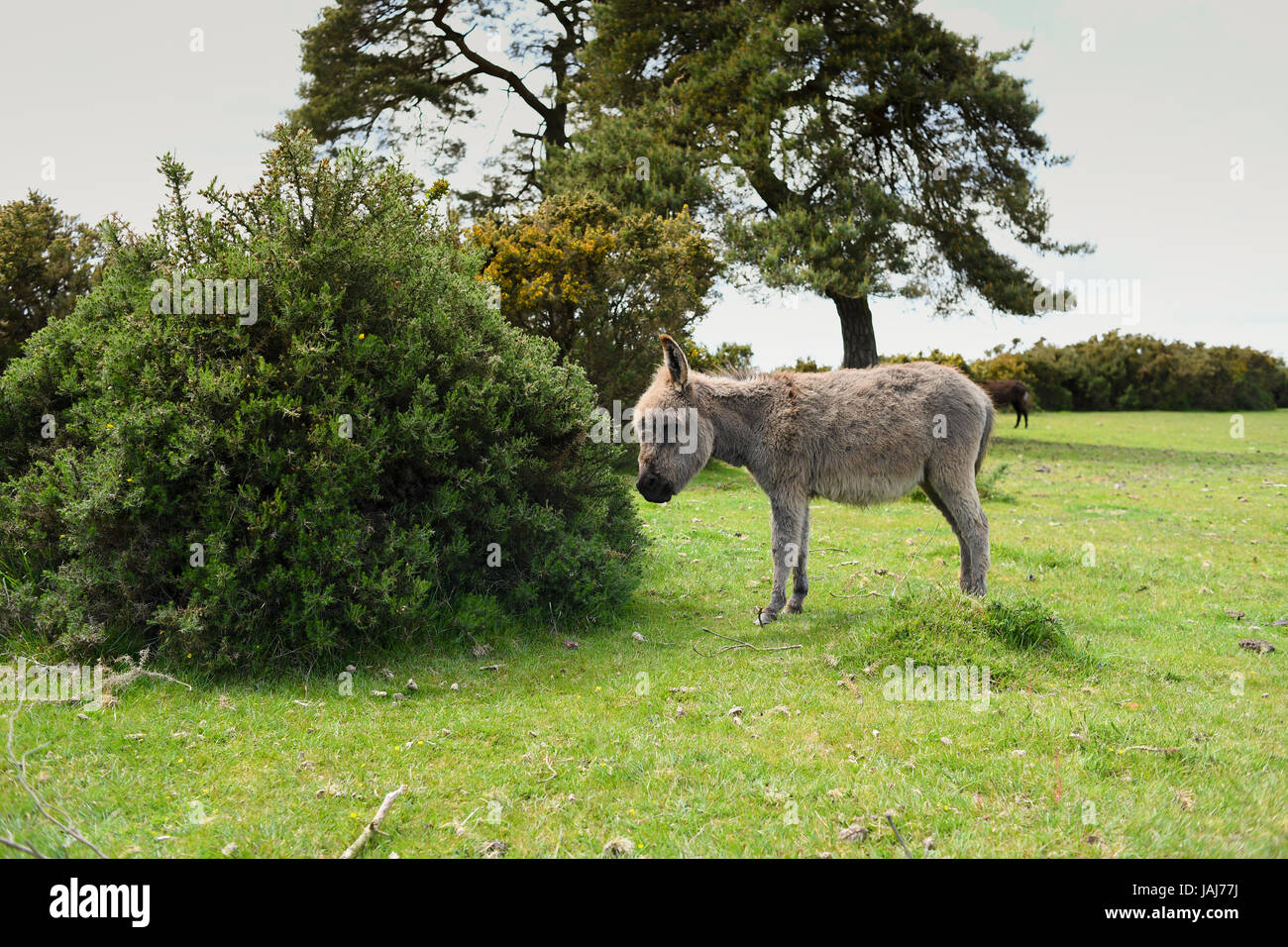 Donkeys grazing the thorn bushes on Canada Common West Wellow on the ...
