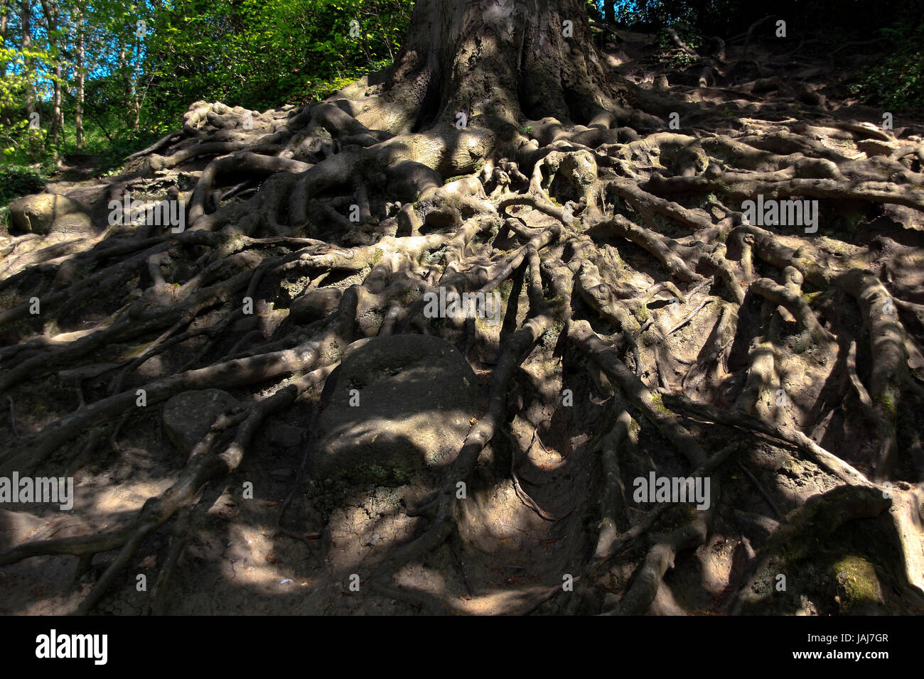 Gnarled tree roots, River Almond, Cramond, Scotland, UK Stock Photo - Alamy