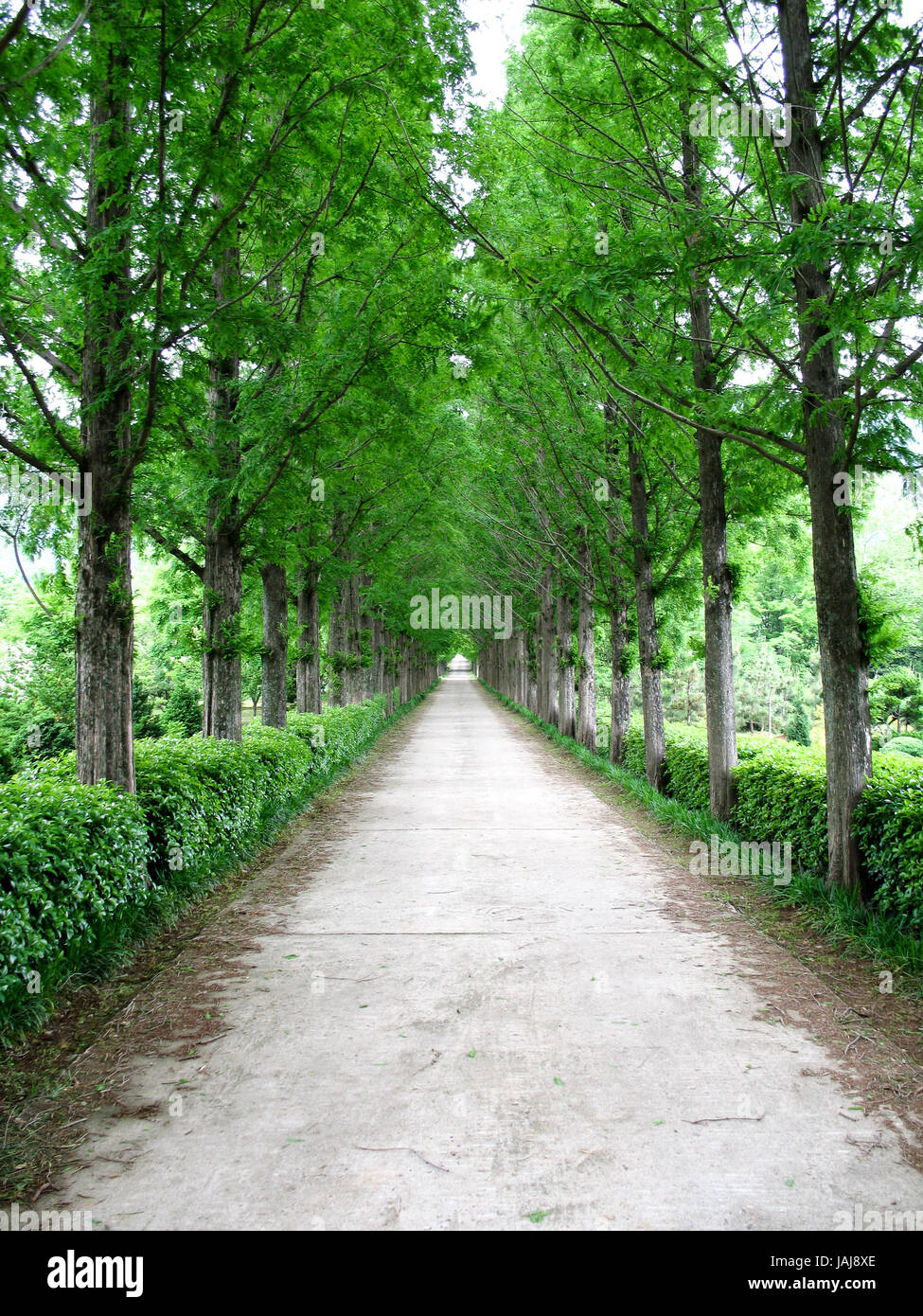 Pathway in South Korean arboretum Stock Photo - Alamy